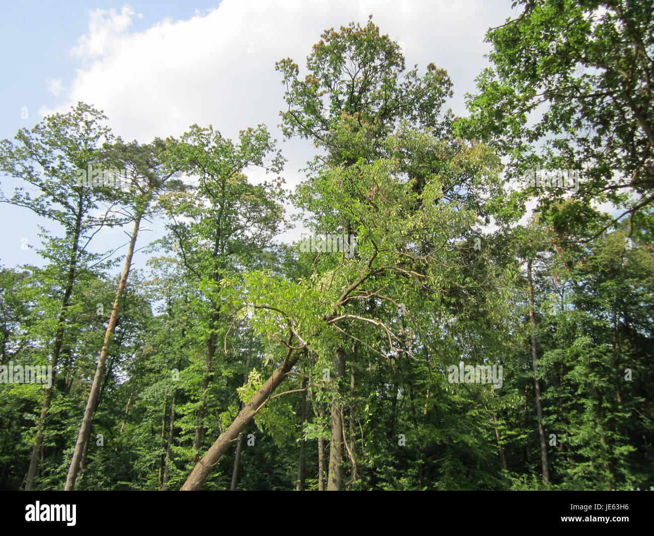 Captured on July 13, 2013, this image features an Edelkastanie (sweet ...