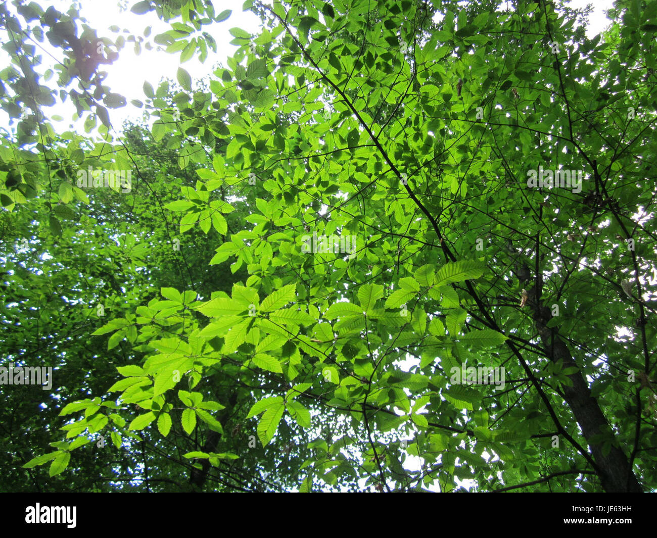 On July 13, 2013, an image was taken of the Edelkastanie (Sweet ...