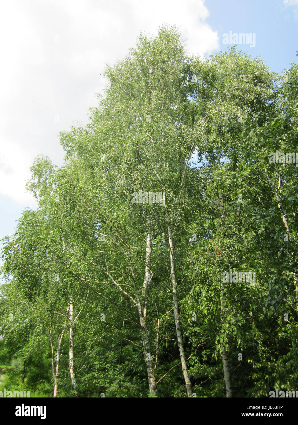 The birch tree, known for its white bark and slender form, is a common ...