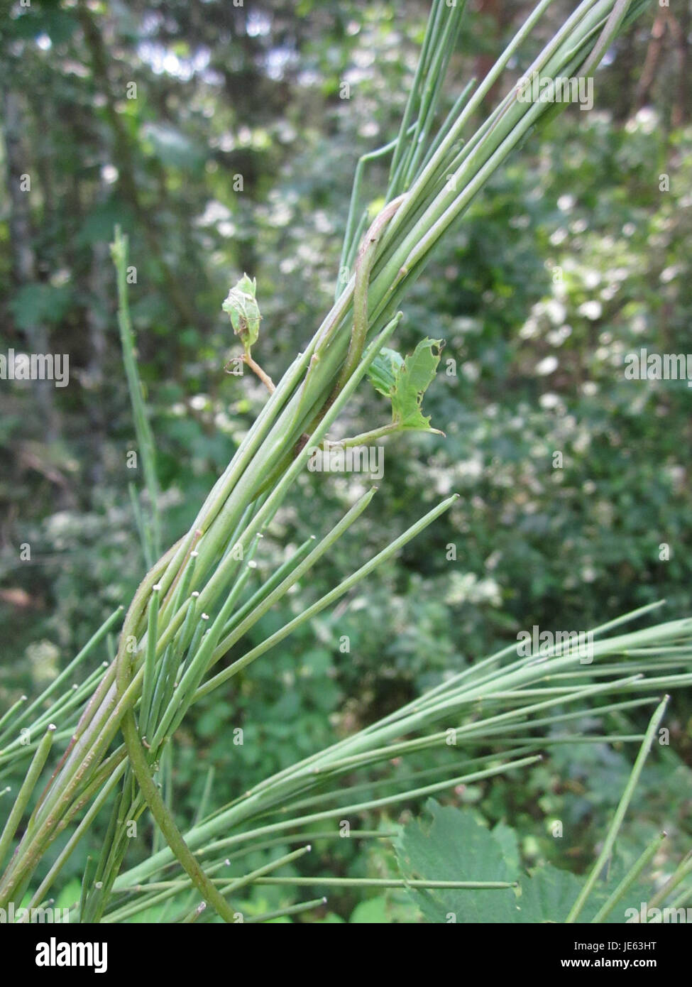 Wild mustard stems hi-res stock photography and images - Alamy