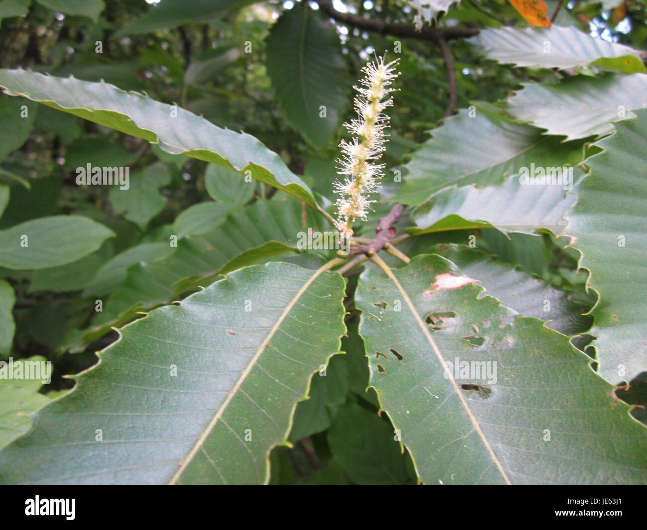 A photograph showcasing the Edelkastanie (sweet chestnut) tree in the ...
