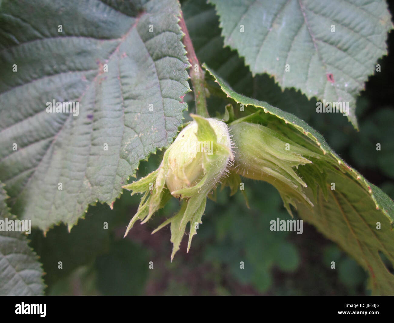 This image captures a hazelnut plant in Schwetzinger Hardt, Germany ...