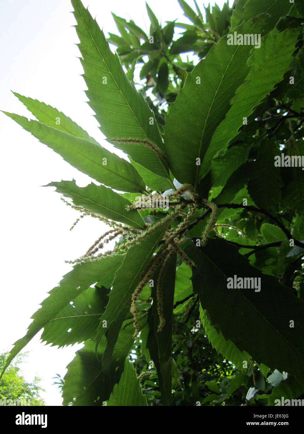 A photo of an Edelkastanie (Sweet Chestnut) tree in full bloom in the ...