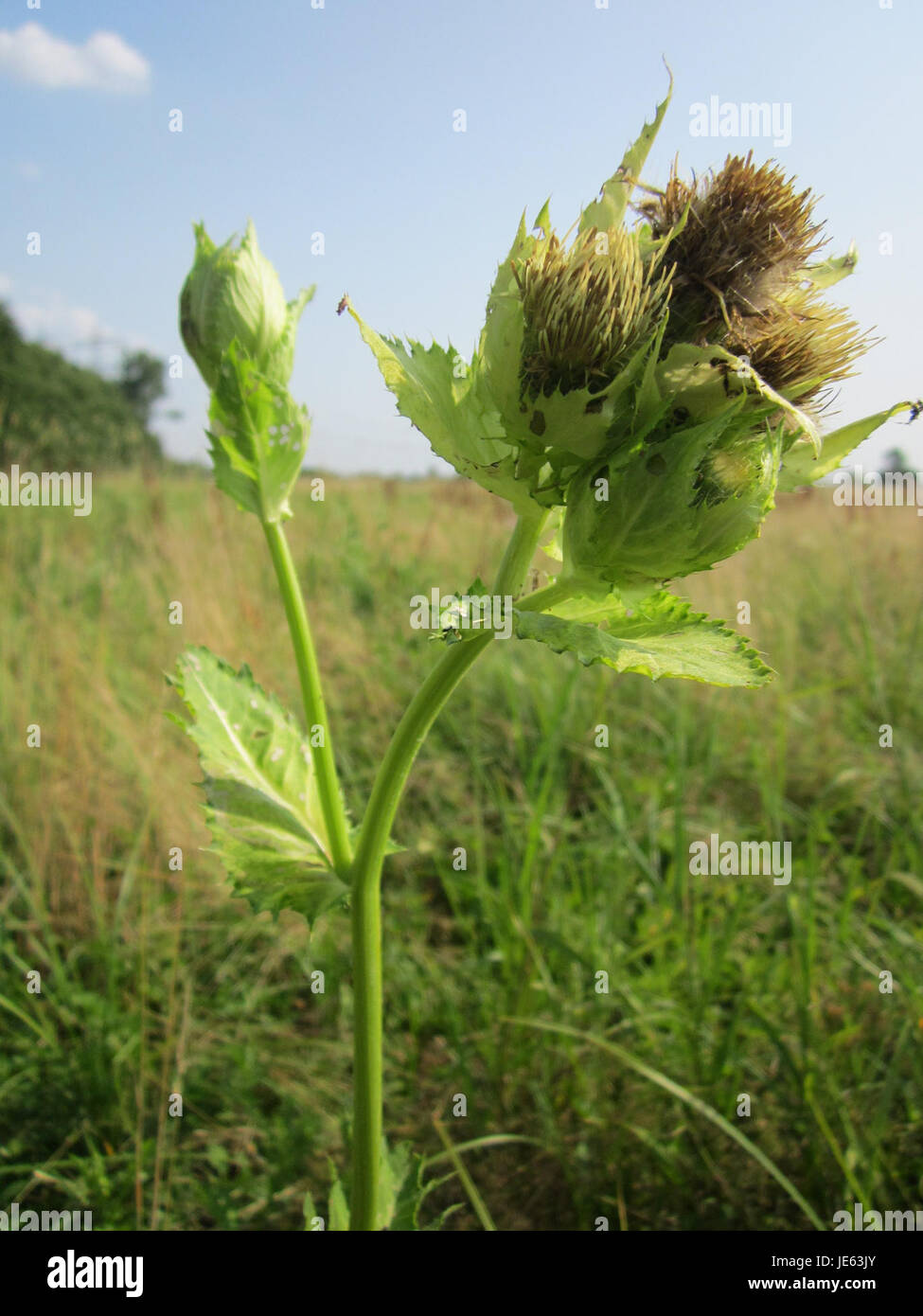 A photograph of a Kohldistel (Cabbage Thistle) taken by Karl Ludwig See ...
