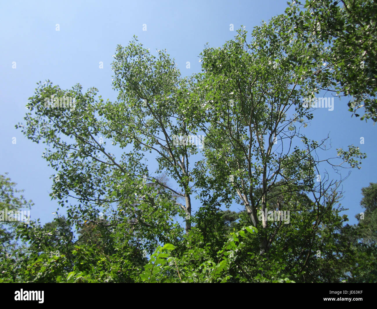 The image shows Zitterpappel, also known as the trembling aspen, in ...