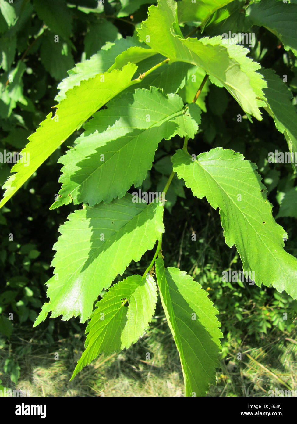 The image depicts an Ulme (Elm) tree located in Schwetzinger Hardt ...