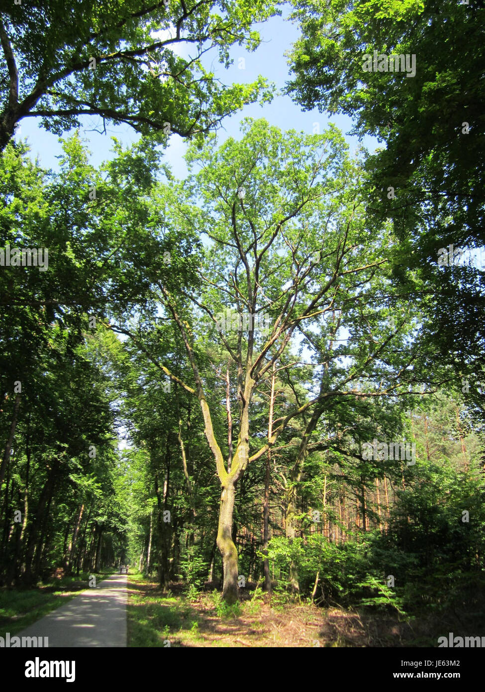 Schwetzinger Hardt High Resolution Stock Photography and Images - Alamy