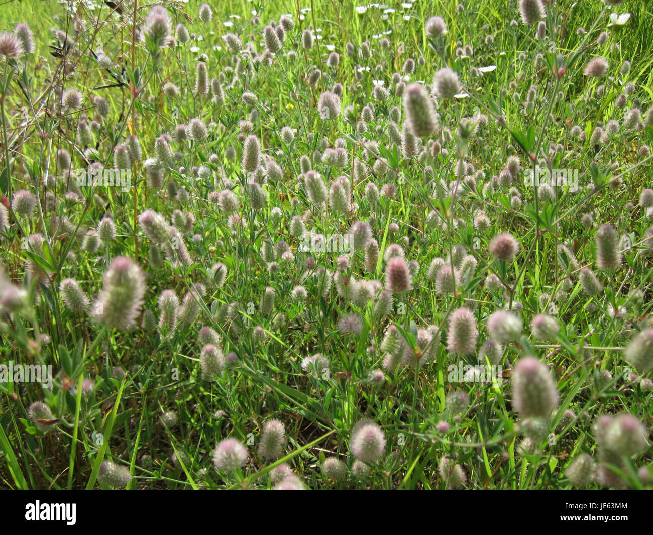 Plant hares hi-res stock photography and images - Alamy