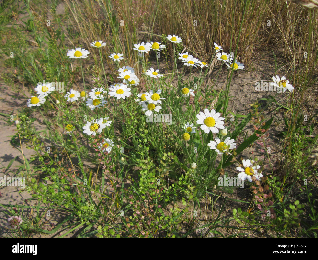 Reilingen hi-res stock photography and images - Alamy