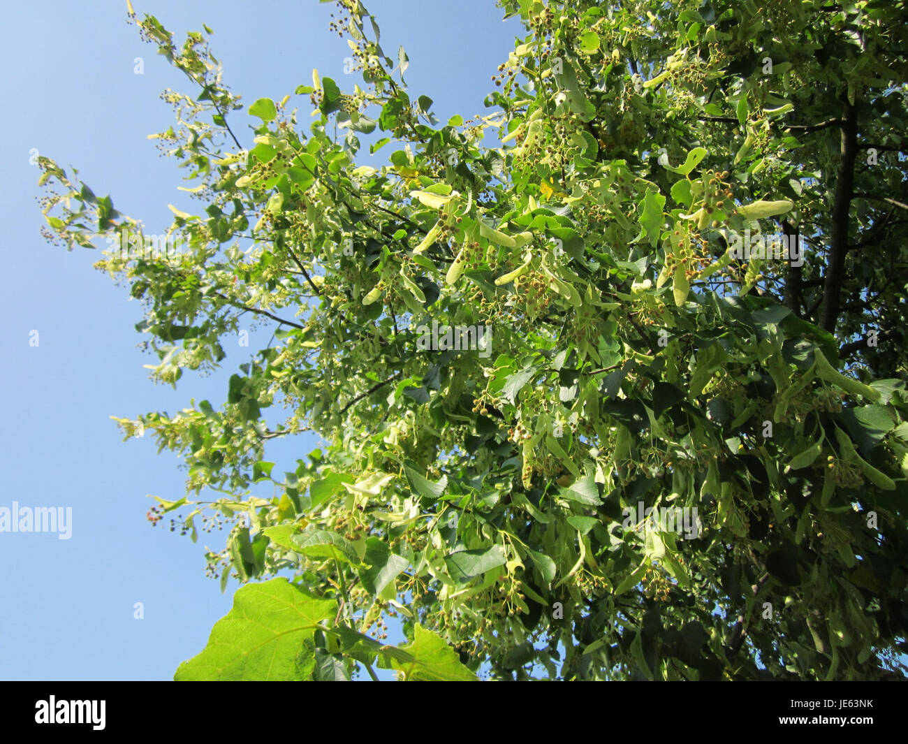 A photo of the Linde, an iconic tree located in Reilingen, Germany ...