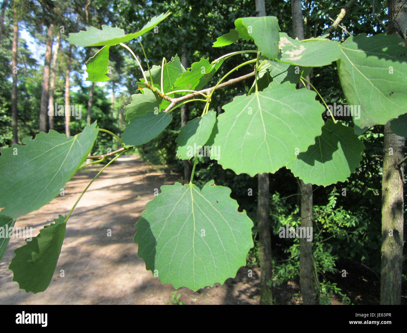 Zitterpappel, also known as the trembling poplar, is a tree species ...