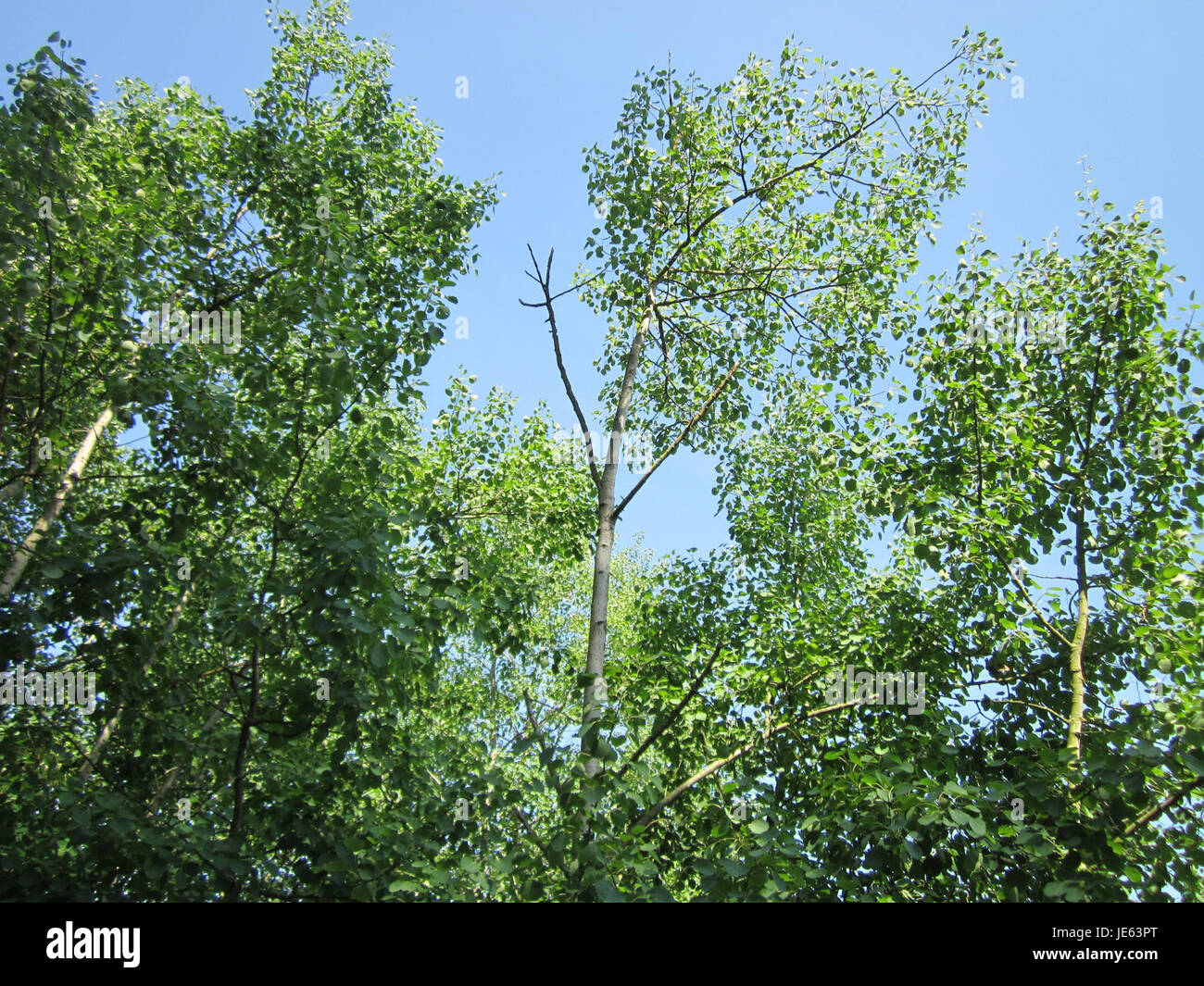 Zitterpappel is a type of poplar tree native to the Schwetzinger Hardt ...
