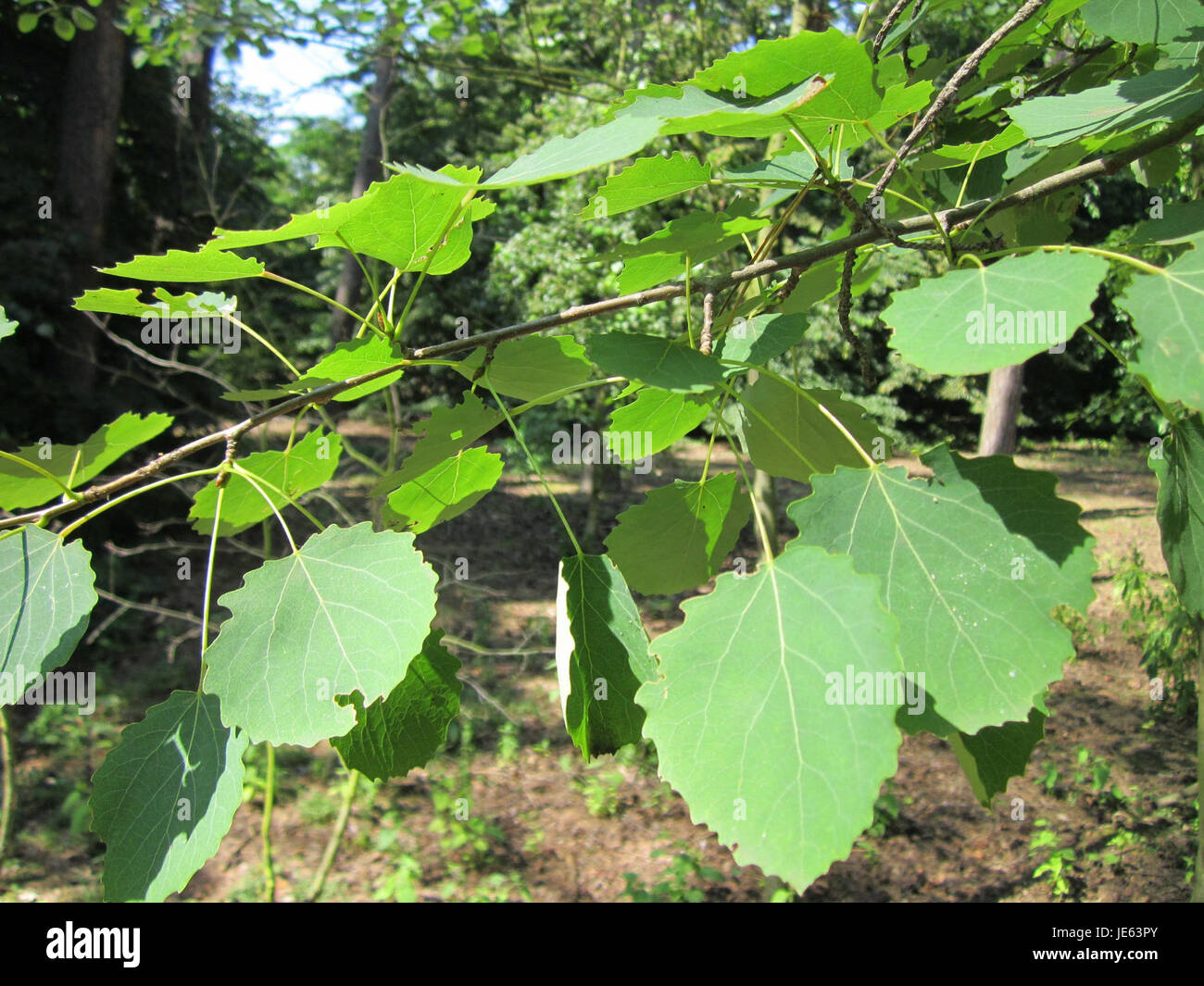 'Zitterpappel' refers to the trembling aspen tree (Populus tremuloides ...