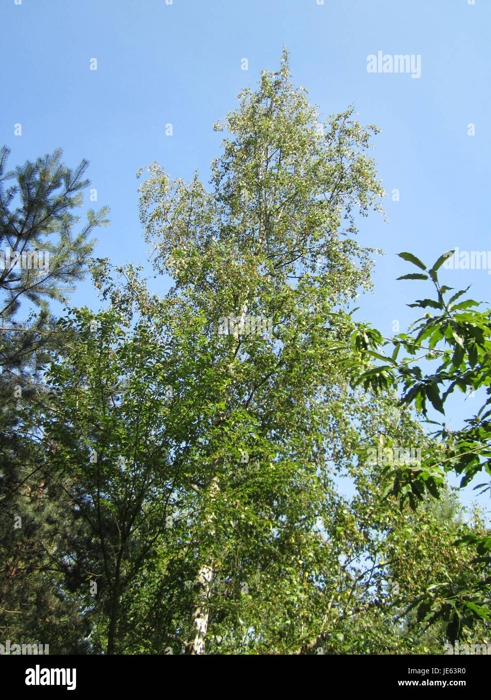 The photograph shows a birch tree in the Schwetzinger Hardt forest ...