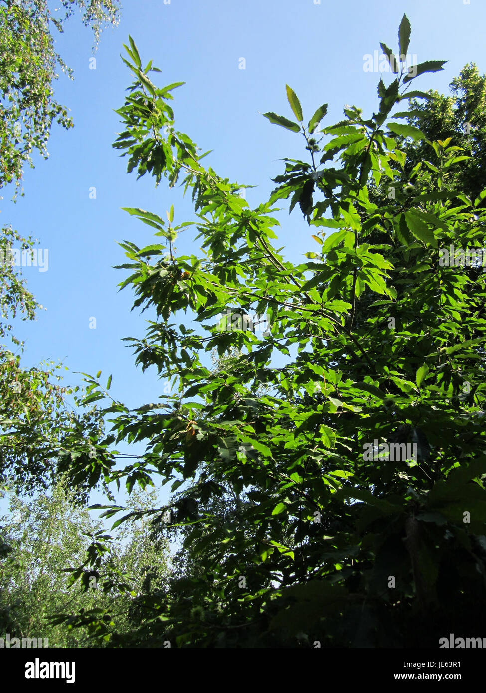 The image shows a chestnut tree (Castanea) in the Schwetzinger Hardt ...