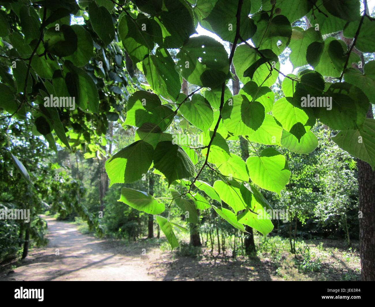 The Linde in Schwetzinger Hardt refers to a lime tree located in a ...