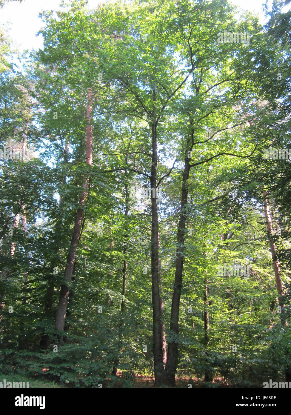 A detailed image of a chestnut tree in the Schwetzinger Hardt, taken on ...