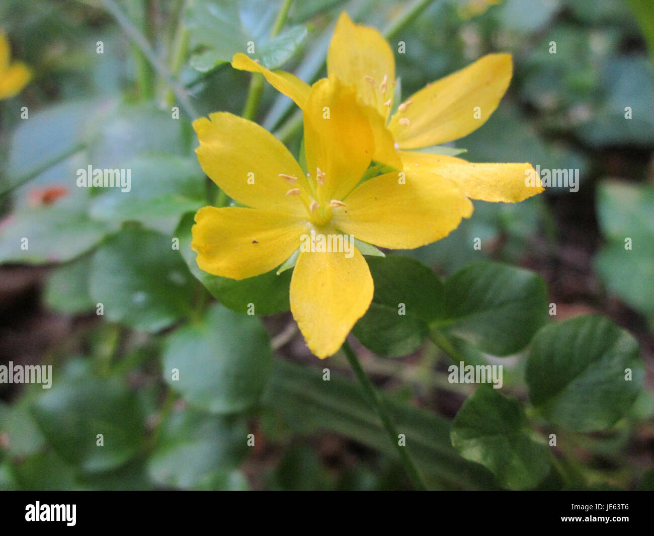 Species nummularia hi-res stock photography and images - Alamy