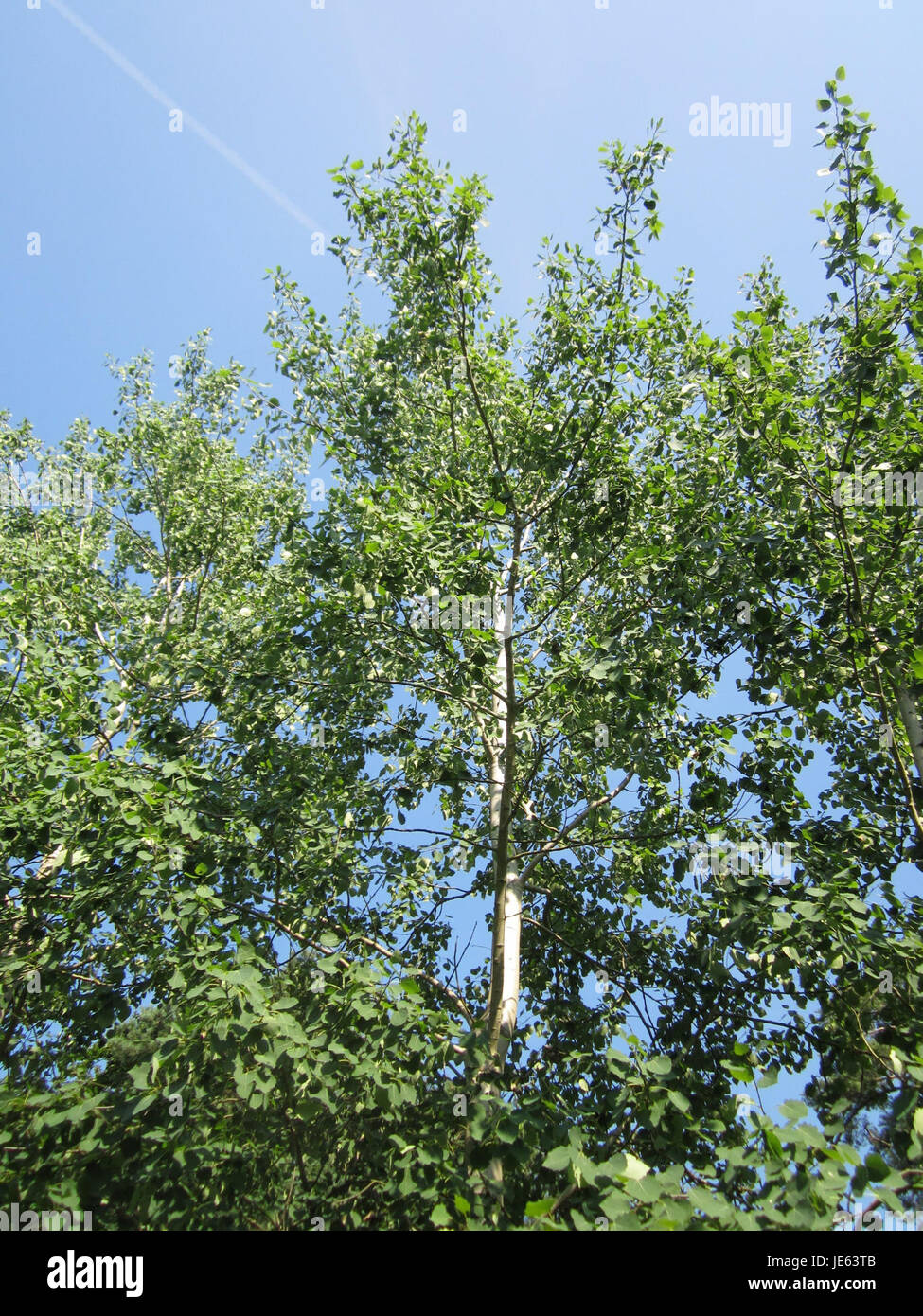 The Zitterpappel tree in Schwetzinger Hardt is a notable example of the ...