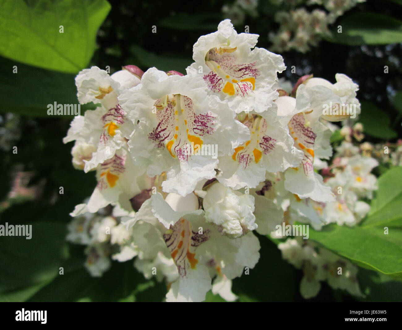 Trompetenbaum, also known as the trumpet tree, is a species renowned ...