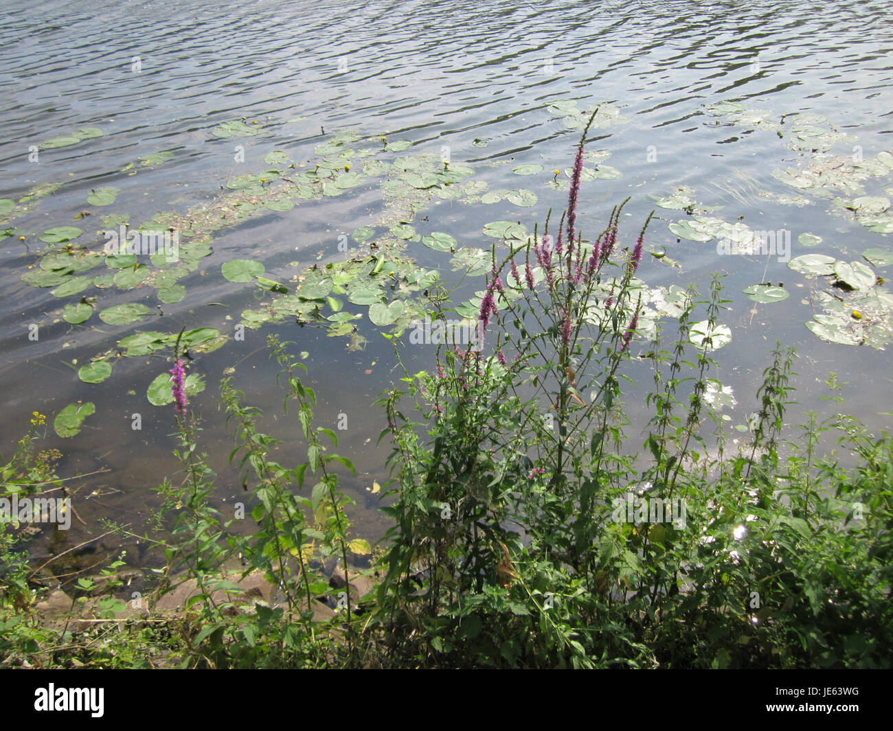 Blutweiderich, also known as Lysimachia, is a plant commonly found in ...