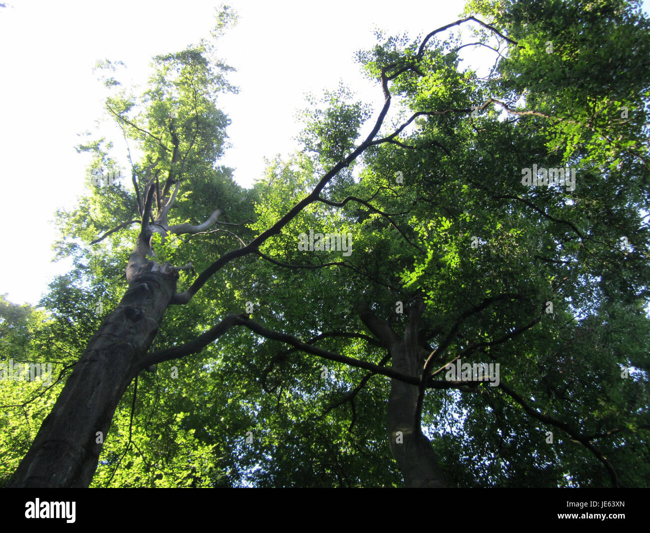 This photograph showcases a Beech tree (Fagus sylvatica) in Winterberg ...