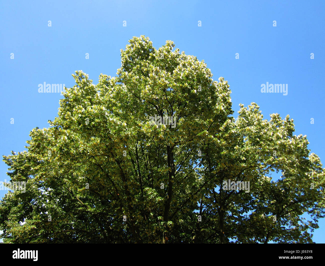 The Linde tree on Kossmanstrasse in Hockenheim, photographed on July 19 ...