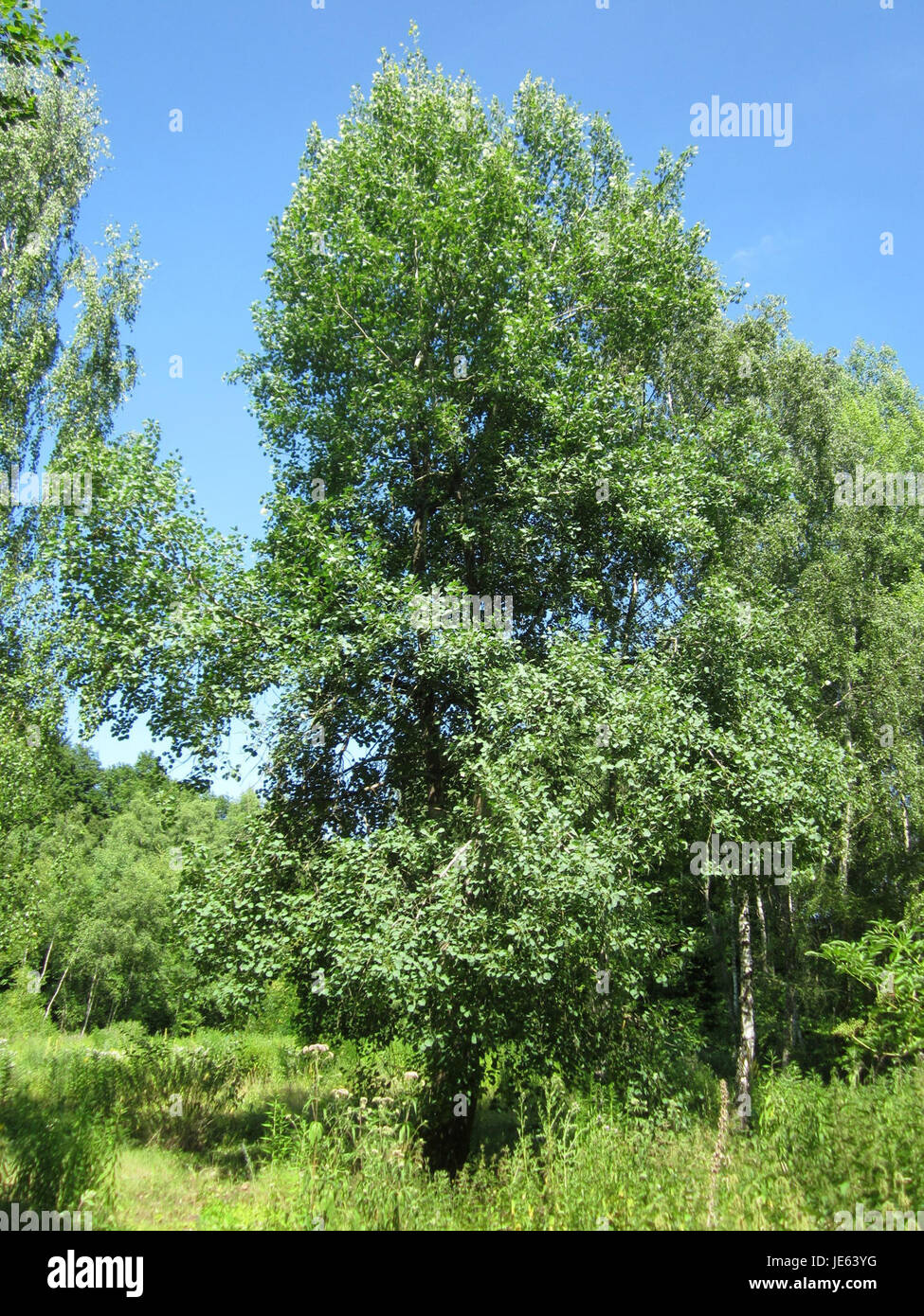 20 july germany hi-res stock photography and images - Alamy
