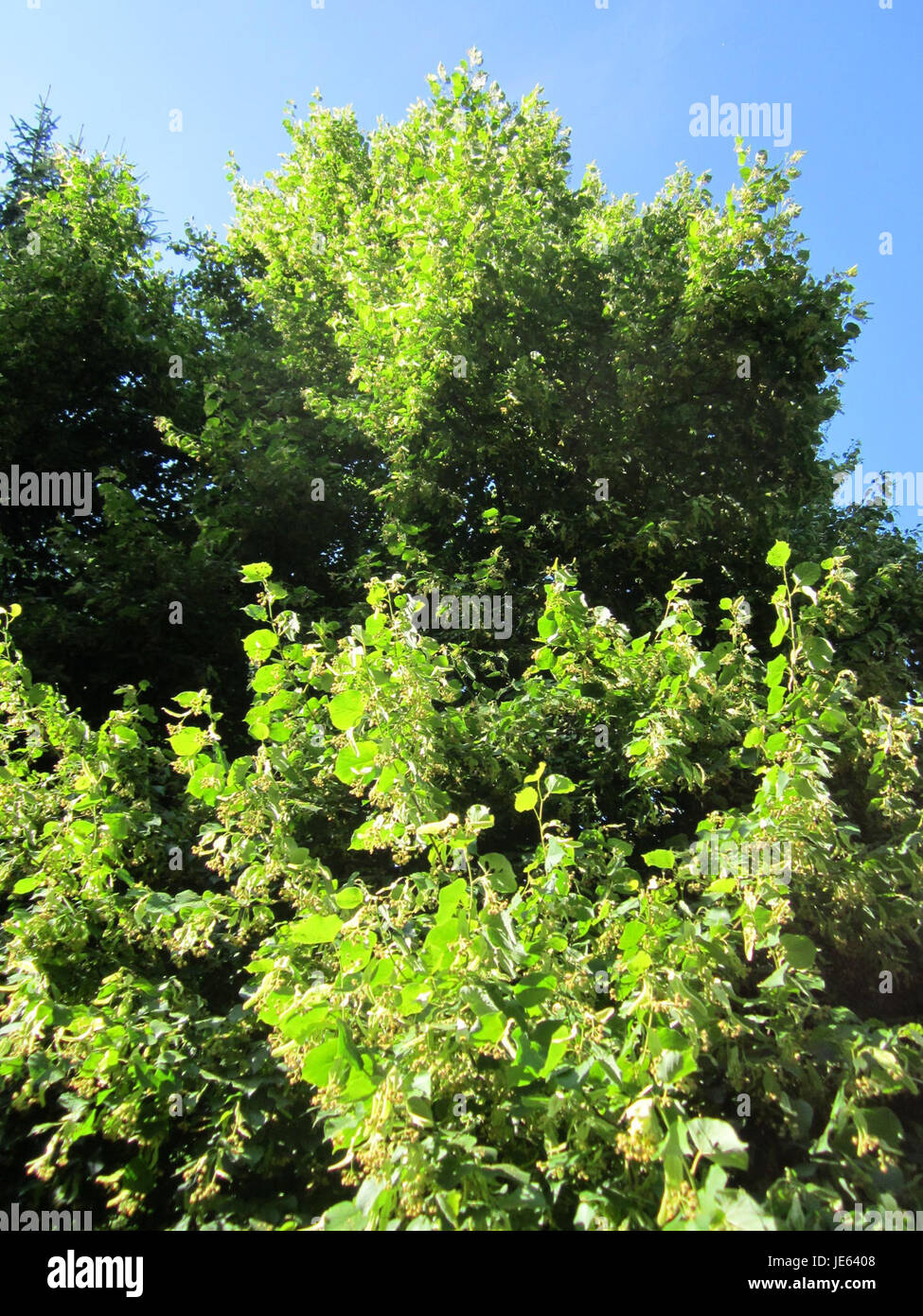 Linde Kirschheck is an image capturing a tree-lined scene, possibly in ...