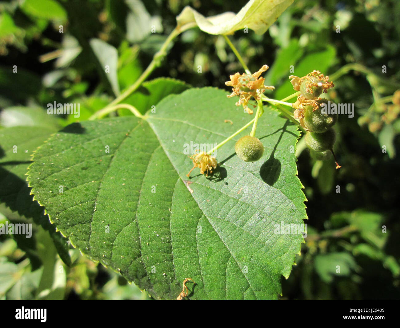 Linden symbolism hi-res stock photography and images - Alamy