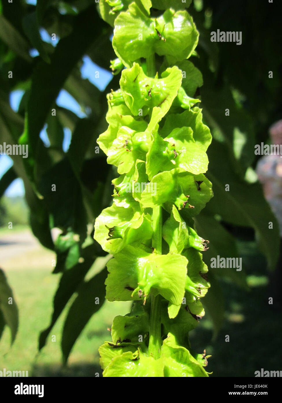 Distinctive winged shape hi-res stock photography and images - Alamy