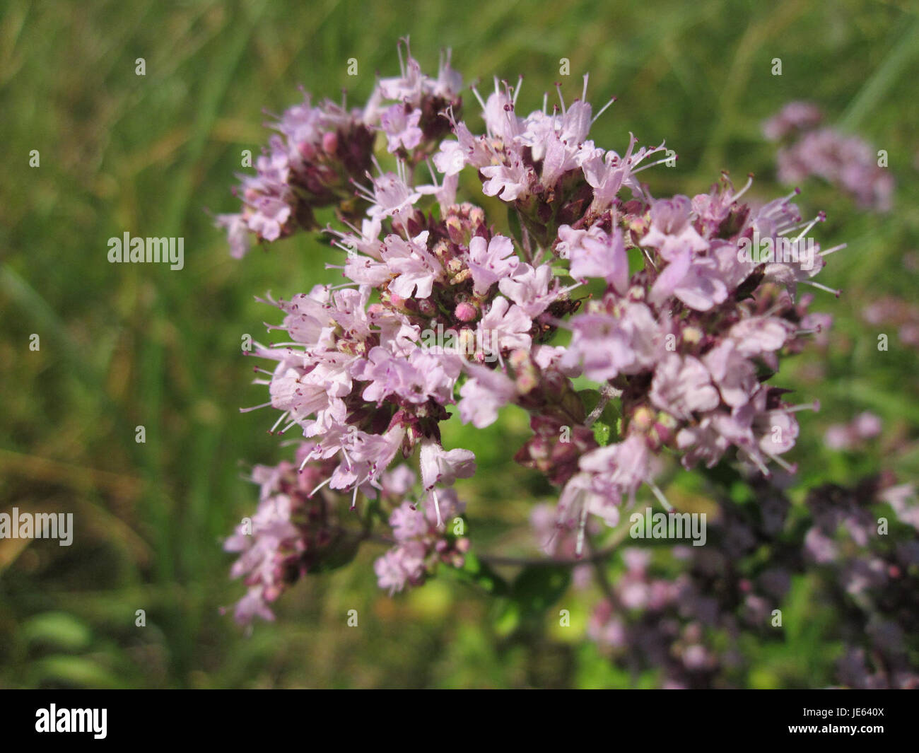 This image captures the Oregano herb in the St. Arnual area, showing ...