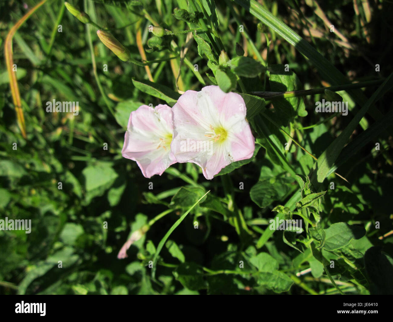 The Ackerwinde, also known as the field bindweed, is a flowering plant ...