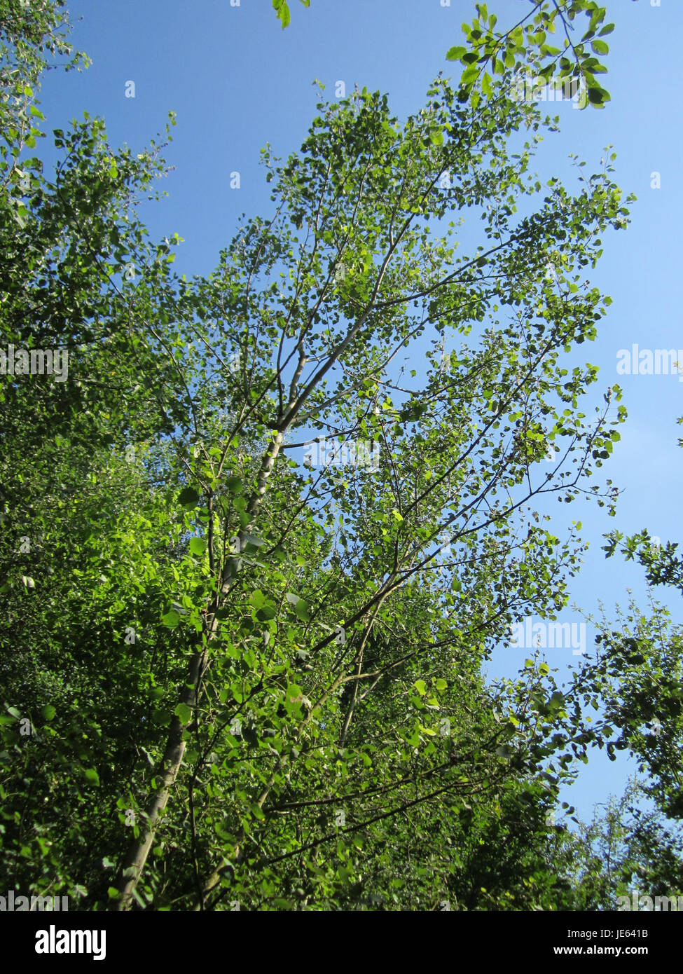 Nomenclature synonyms hi-res stock photography and images - Alamy