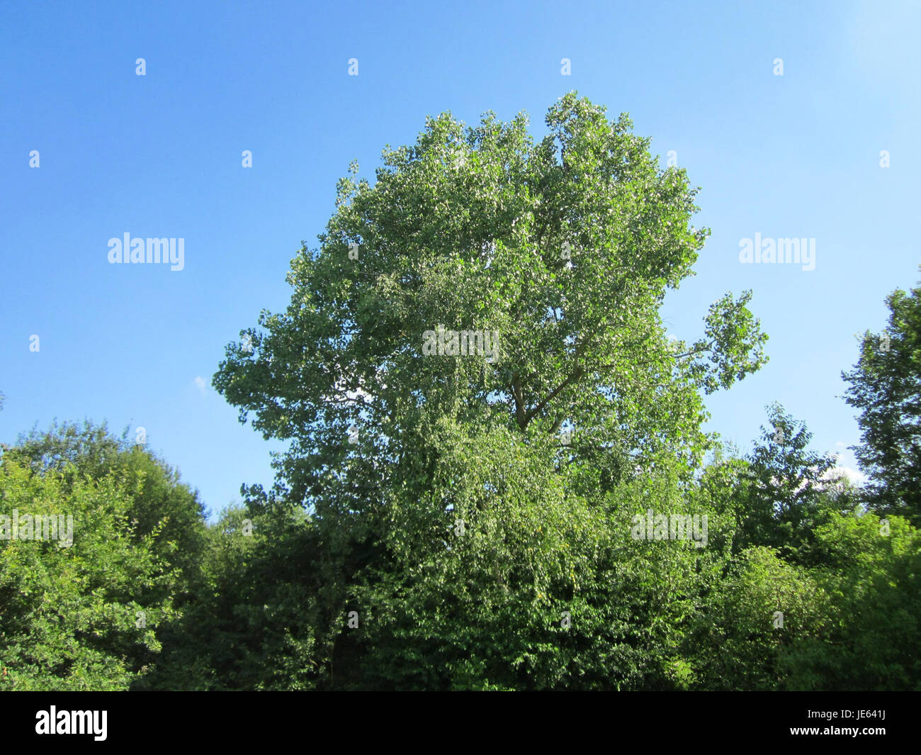 Aspen tree species hi-res stock photography and images - Alamy