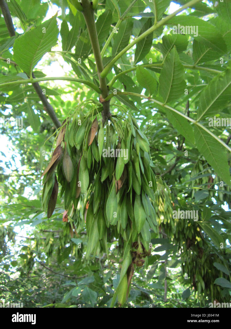 The image shows a common ash tree (Fraxinus excelsior) located in the ...