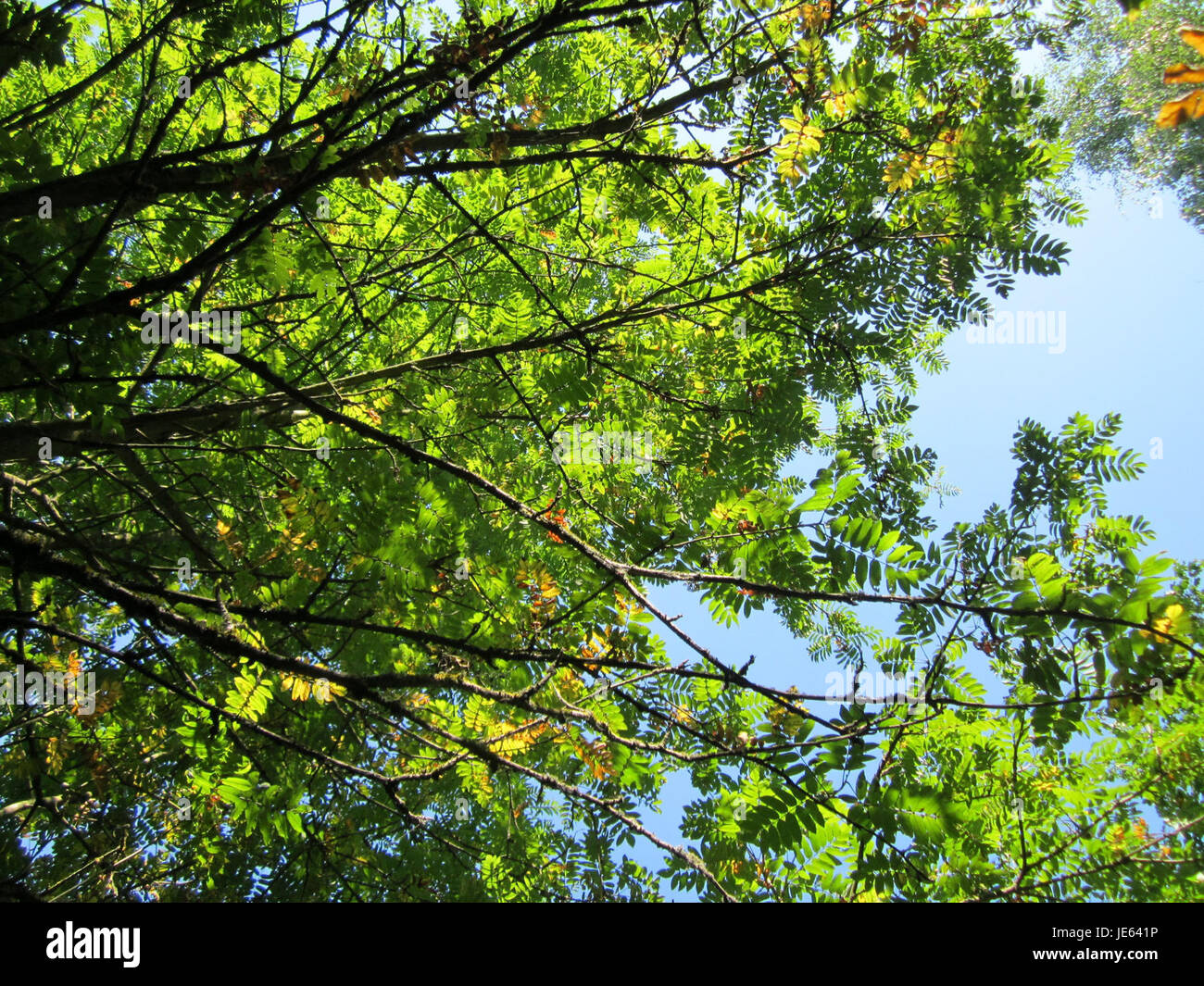 This image depicts an Ash tree (Fraxinus) located in St. Arnual ...