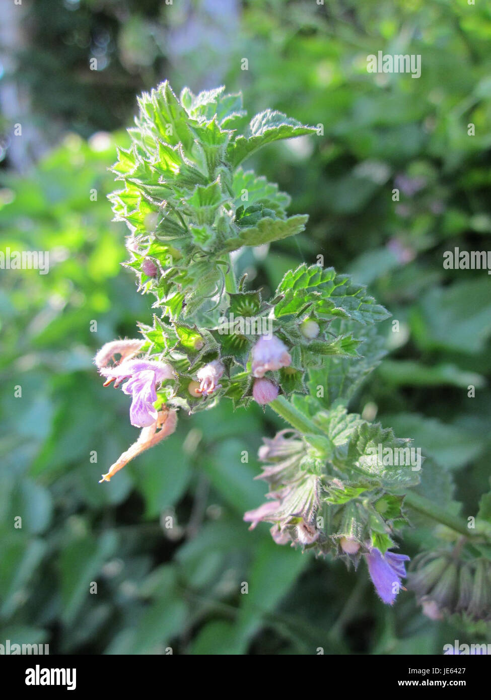 Regions identified hi-res stock photography and images - Alamy