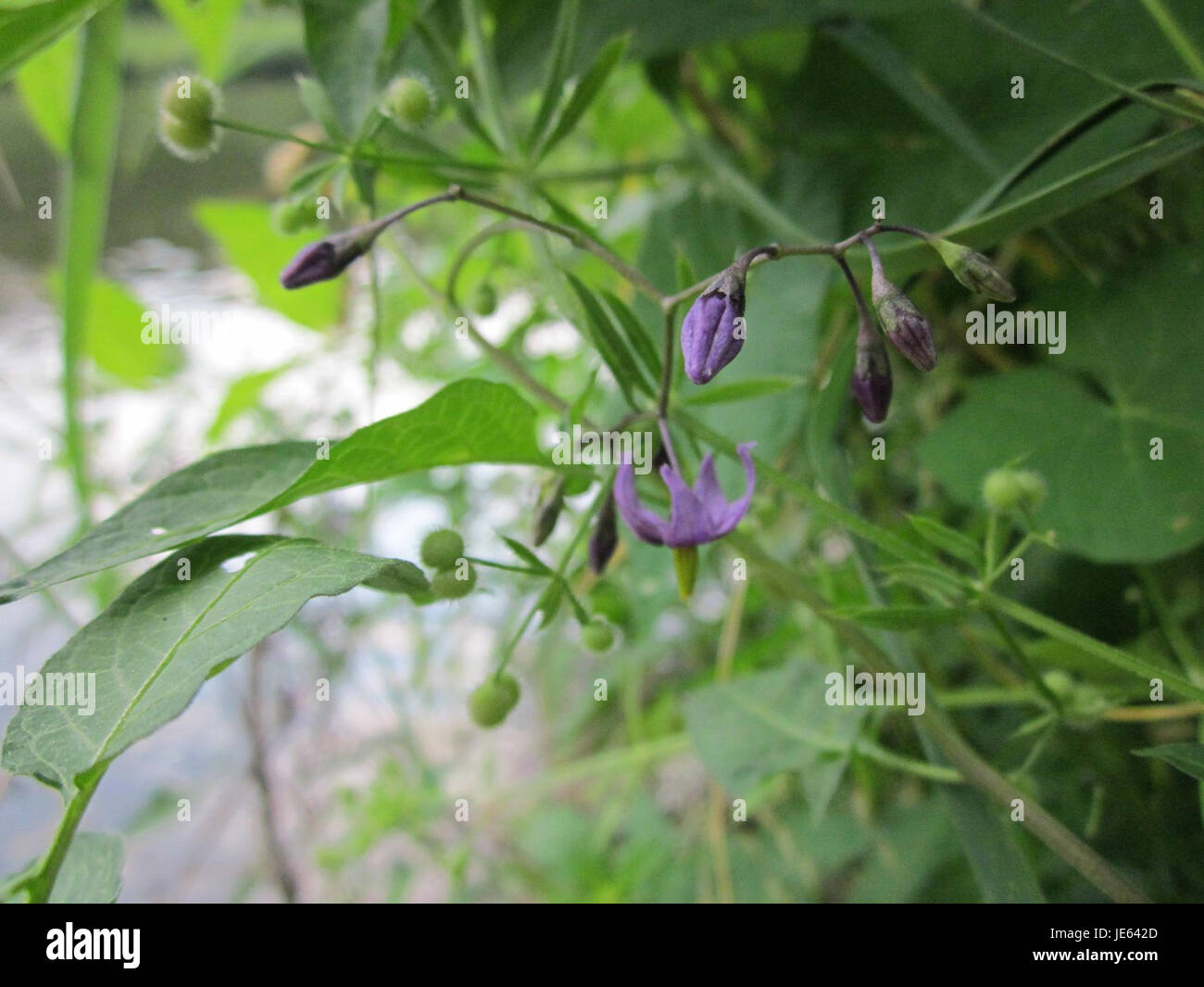 Nightshade species hi-res stock photography and images - Alamy