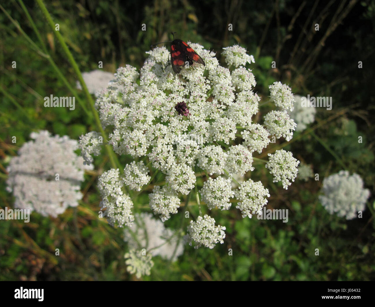 Photograph of Daucus carota, commonly known as wild carrot, taken on ...
