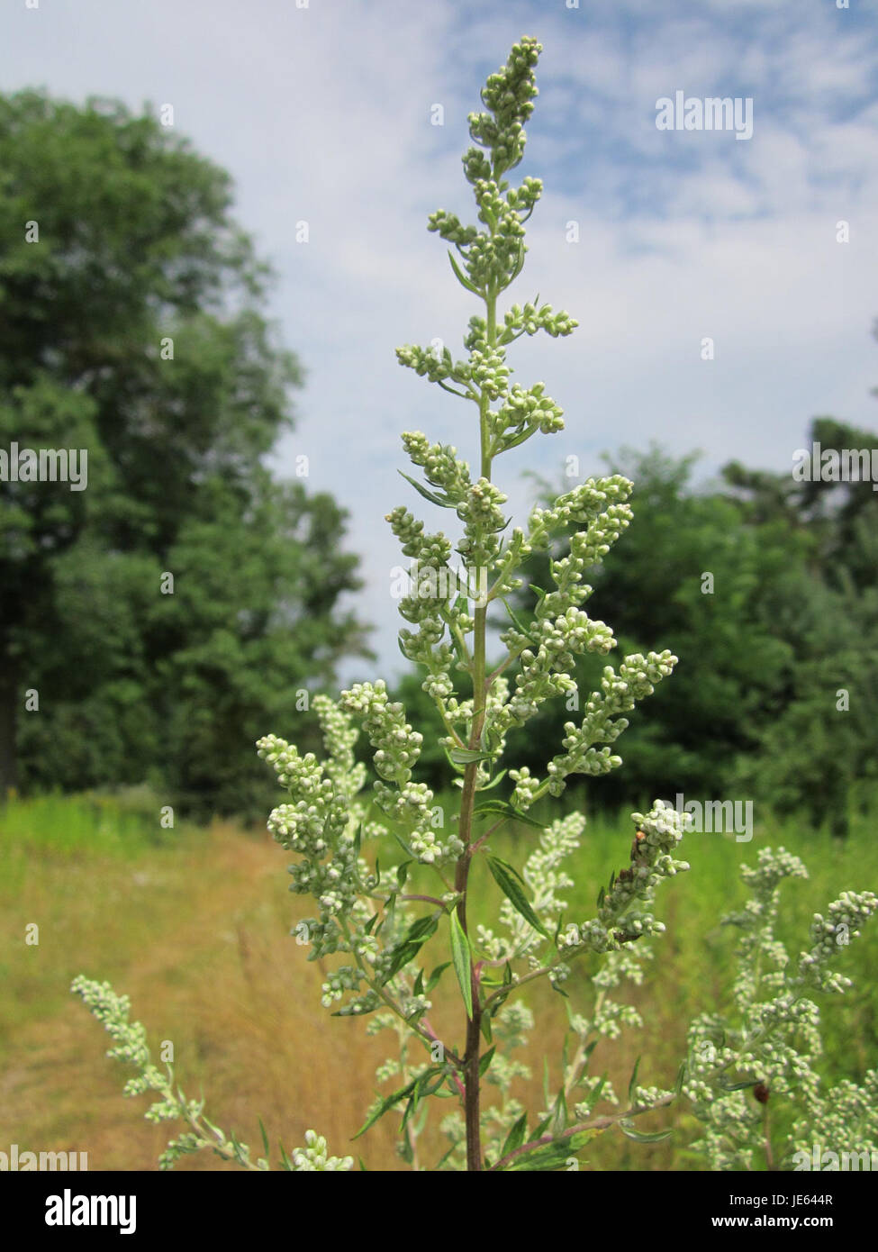 A photograph of the Schwetzinger Hardt, taken on July 26, 2013, showing ...