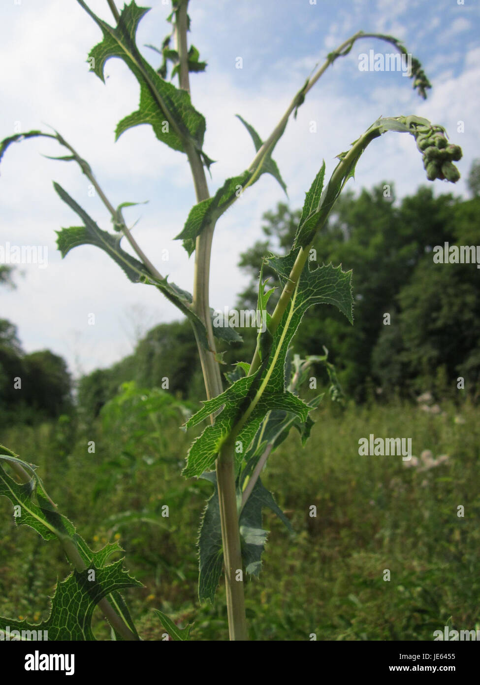 Lactuca serriola, commonly known as wild lettuce, is a plant species in ...