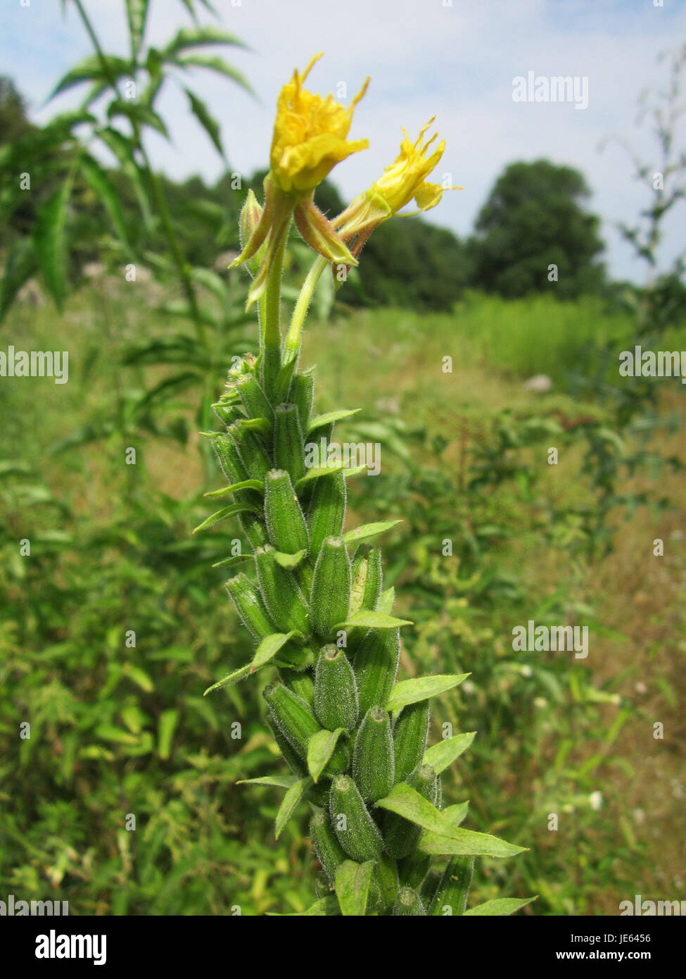 A photograph of the evening primrose (Oenothera biennis) in the ...