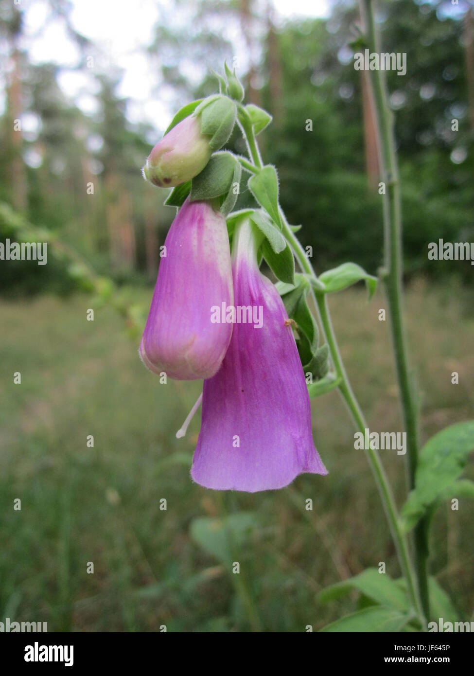 Fingerhut native plant flower hi-res stock photography and images - Alamy