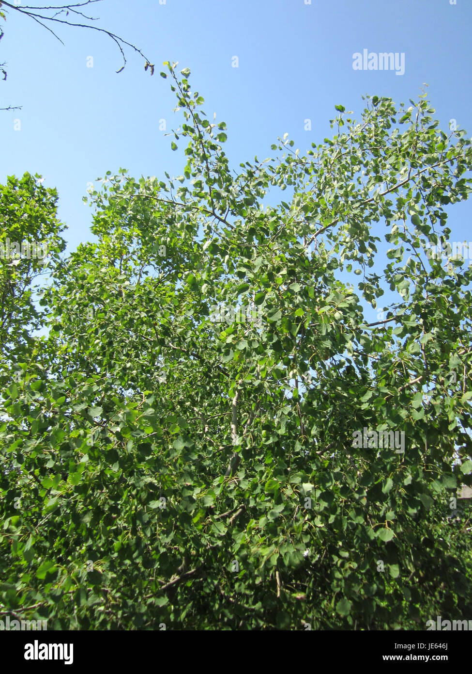 This image shows the Zitterpappel tree, also known as the trembling ...