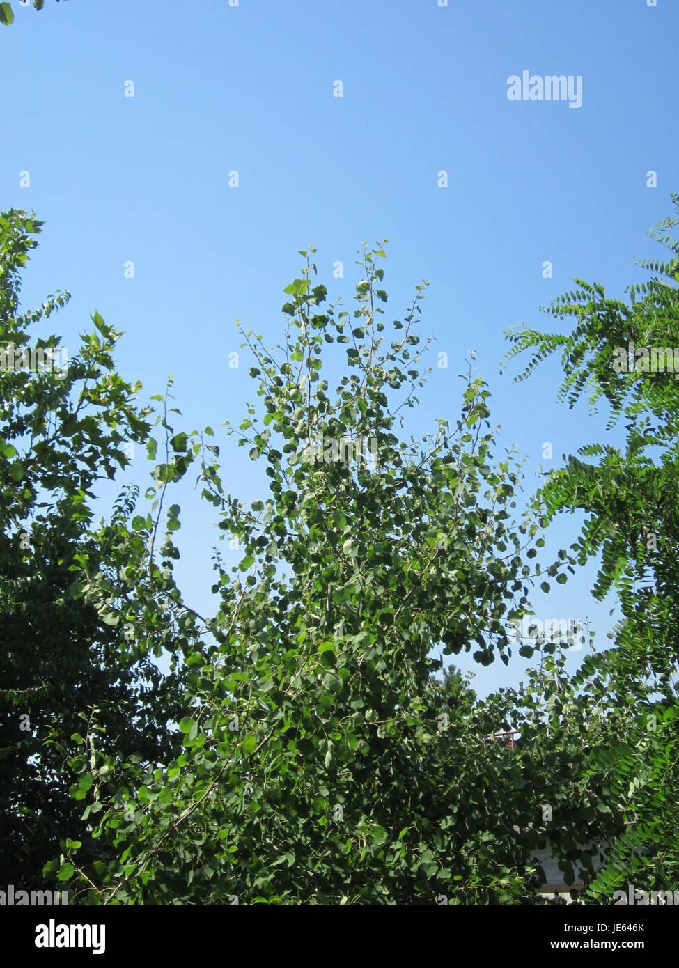 This photograph captures Zitterpappel, a variety of poplar tree, in ...