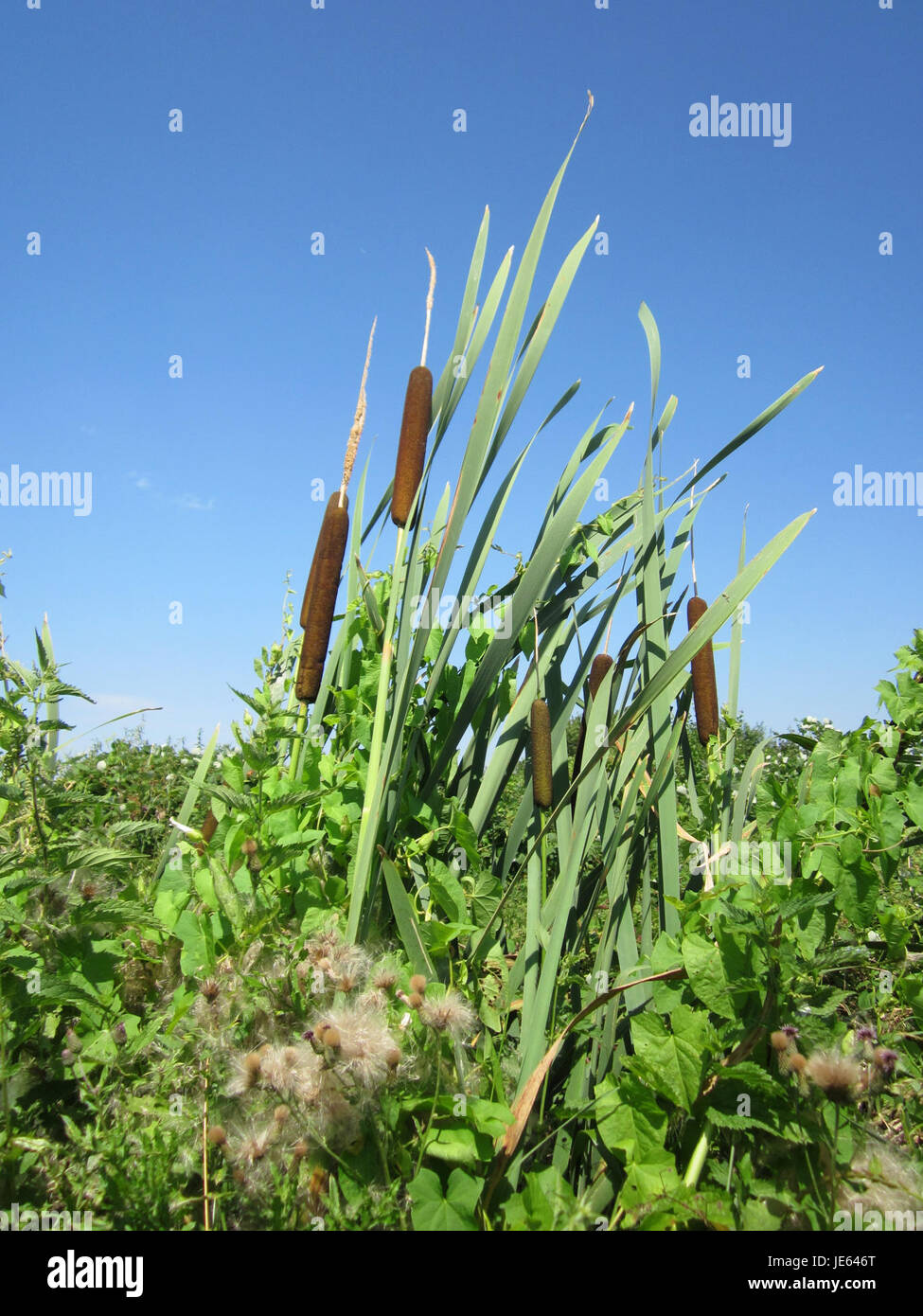 A reed structure hi-res stock photography and images - Alamy