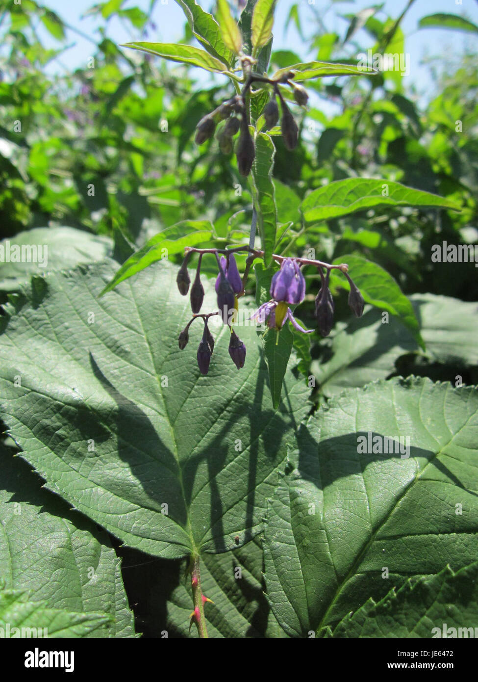 Wildflowers in hockenheim hi-res stock photography and images - Alamy