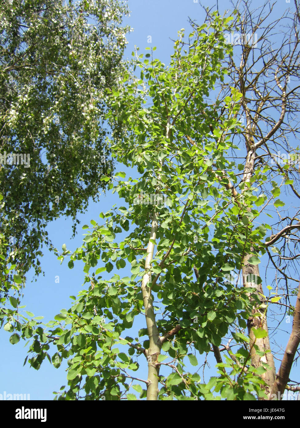Plant leaves trembling in wind hi-res stock photography and images - Alamy