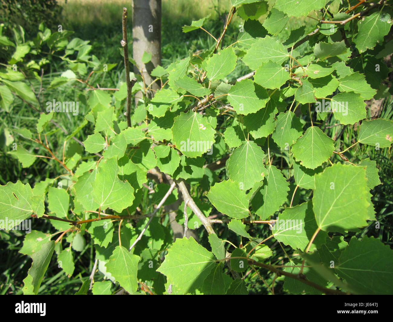 Trembling poplar tree hi-res stock photography and images - Alamy